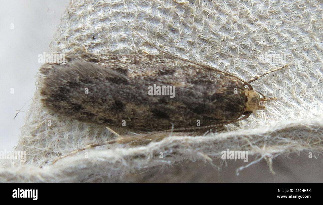 Brown House Moth (Hofmannophila pseudospretella Stock Photo - Alamy