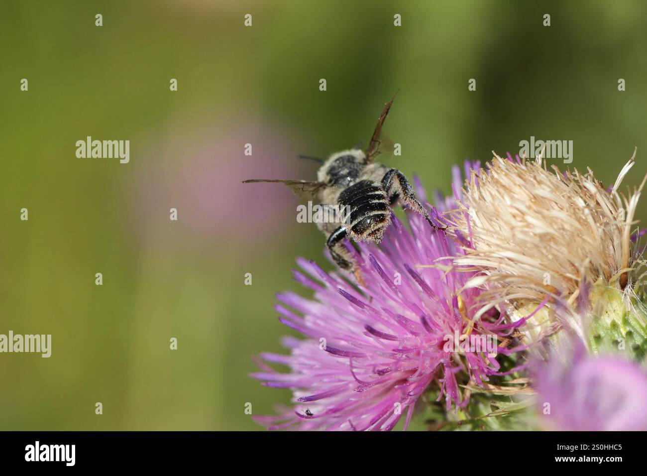 Woodborer Bees (Lithurgus Stock Photo - Alamy