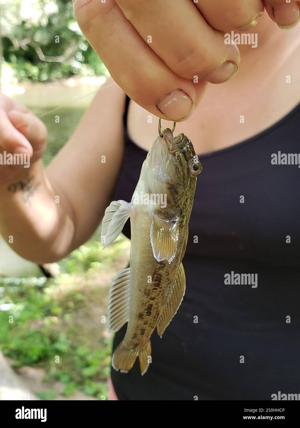 Round Goby (Neogobius melanostomus Stock Photo - Alamy