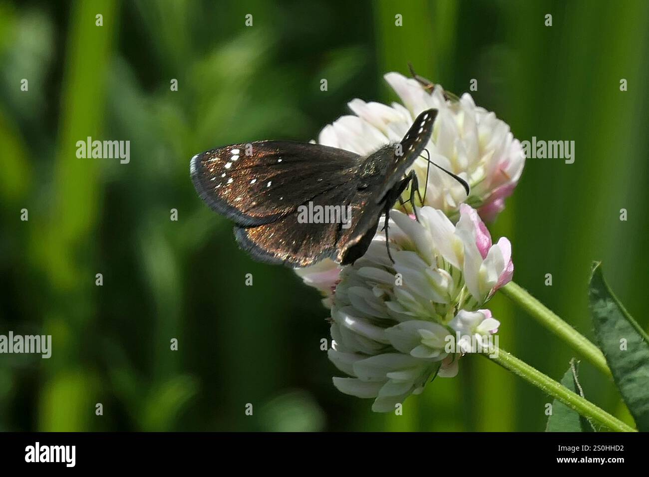 Common Sootywing (Pholisora catullus Stock Photo - Alamy