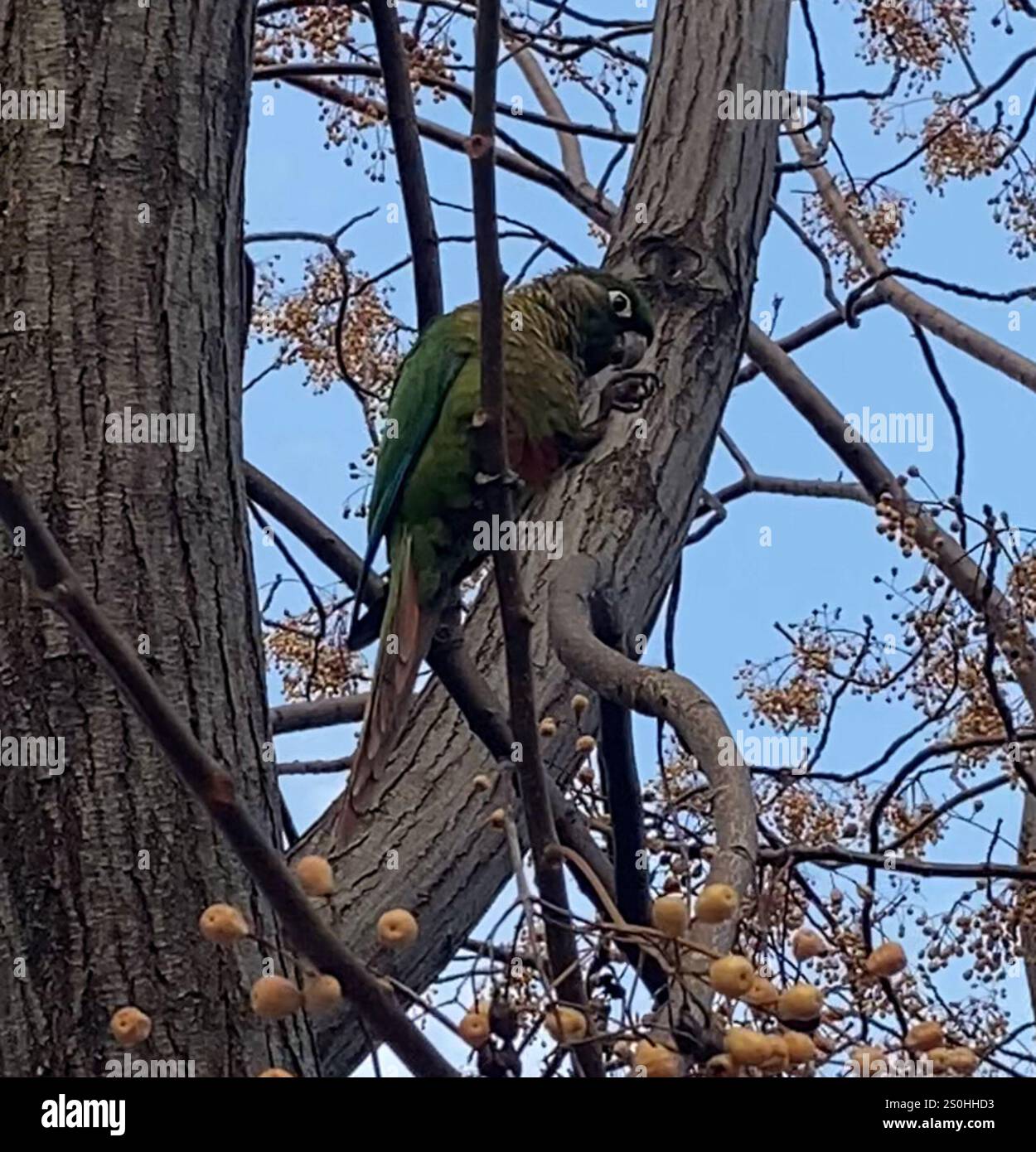 Maroon-bellied Parakeet (Pyrrhura frontalis Stock Photo - Alamy