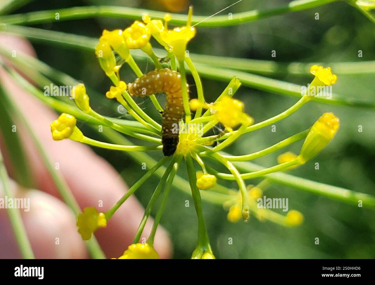 Carrot Seed Moth (Sitochroa palealis Stock Photo - Alamy
