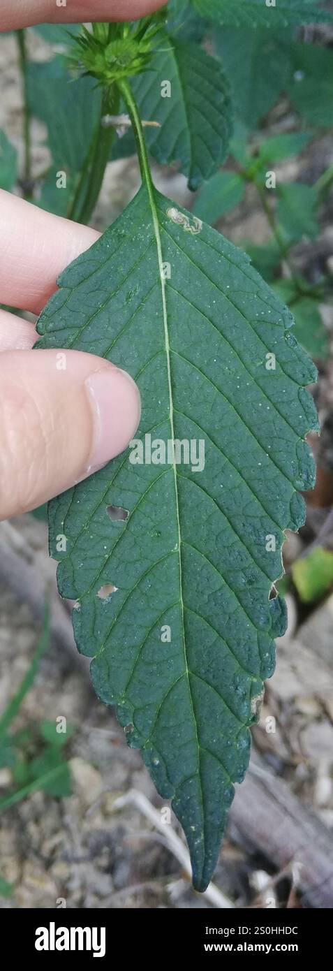 Common hemp-nettle (Galeopsis tetrahit Stock Photo - Alamy