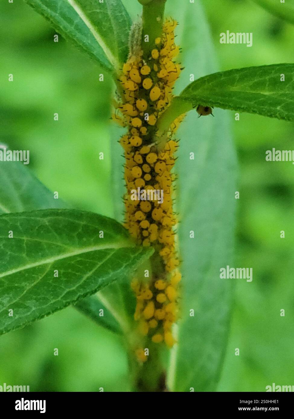 Oleander Aphid (Aphis nerii Stock Photo - Alamy