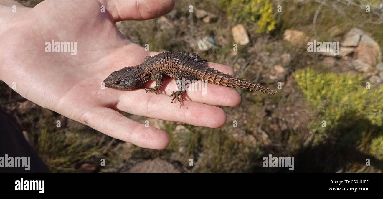 Cape Girdled Lizard (Cordylus cordylus Stock Photo - Alamy