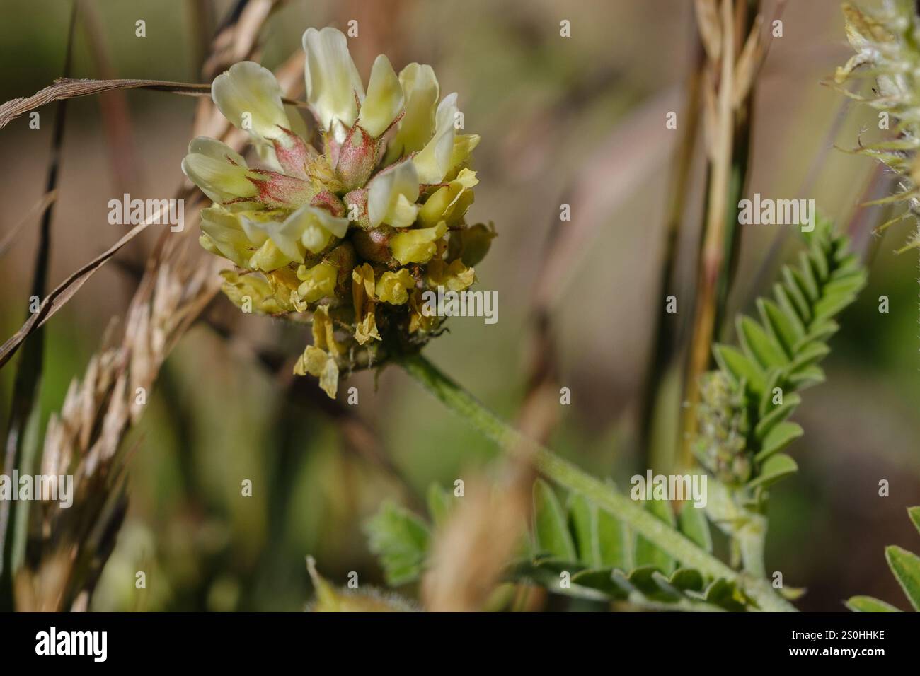 Chickpea Milkvetch (Astragalus cicer Stock Photo - Alamy