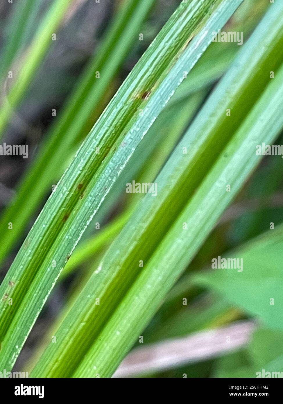 retrorse sedge (Carex retrorsa Stock Photo - Alamy