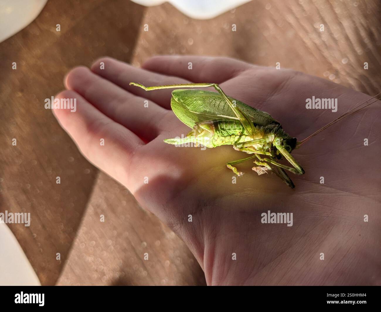 Common True Katydid (Pterophylla camellifolia Stock Photo - Alamy