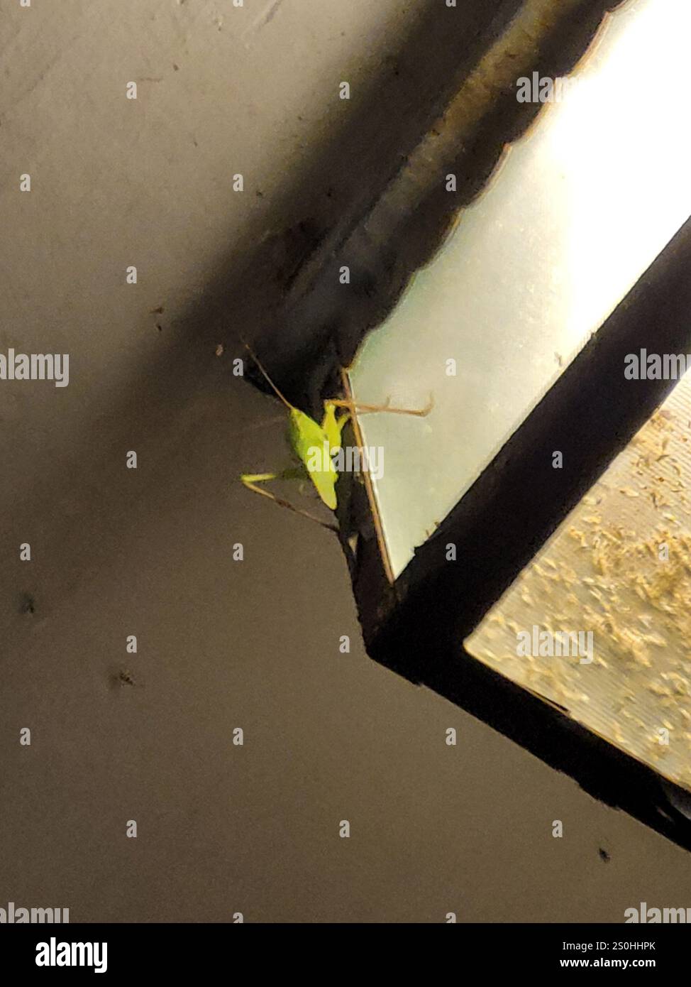 Broad-tipped Conehead (Neoconocephalus triops Stock Photo - Alamy