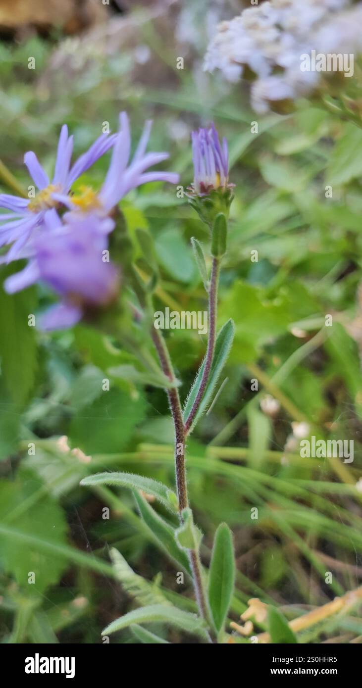 Italian Aster (Aster amellus Stock Photo - Alamy