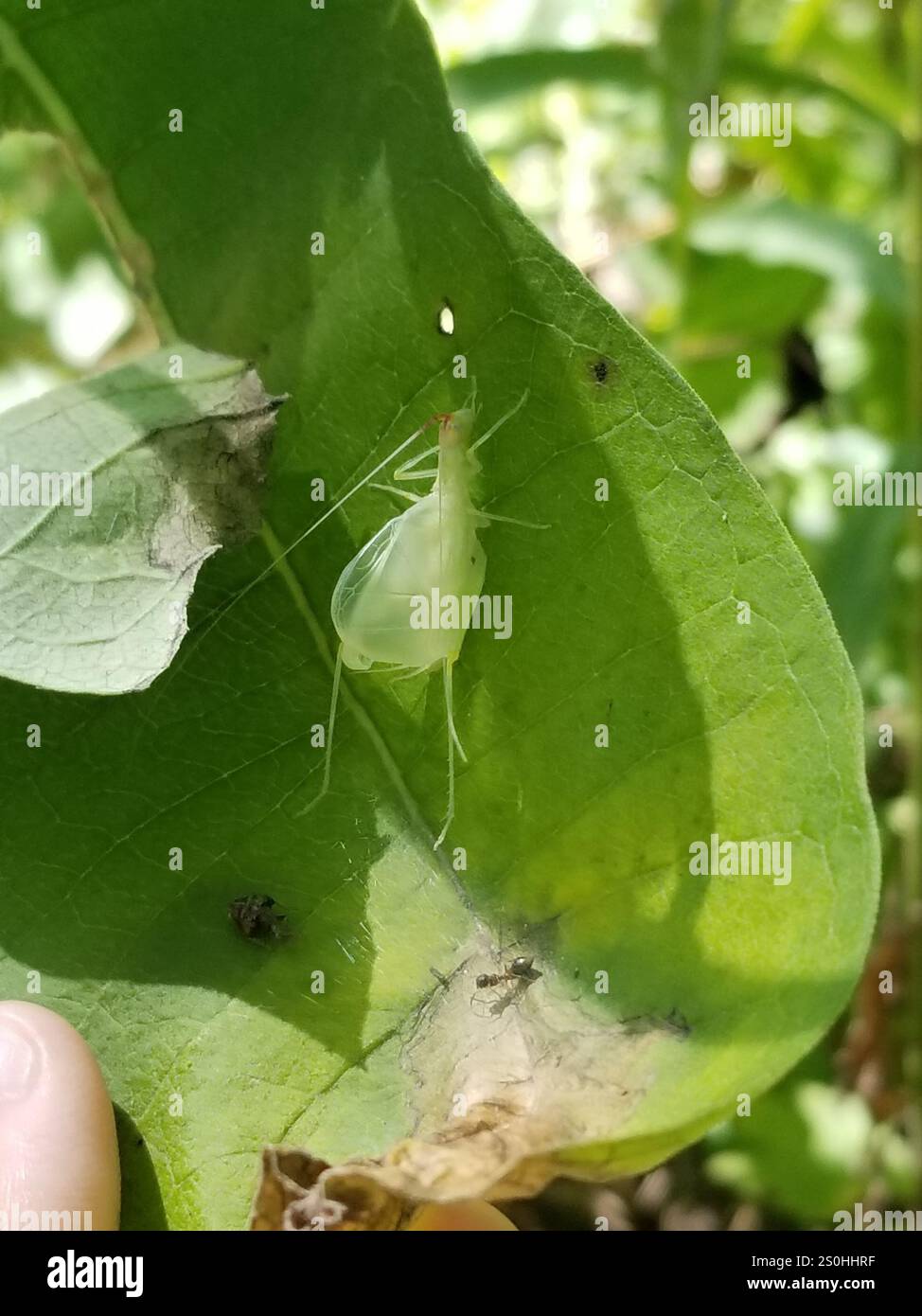 Common Tree Crickets (Oecanthus Stock Photo - Alamy