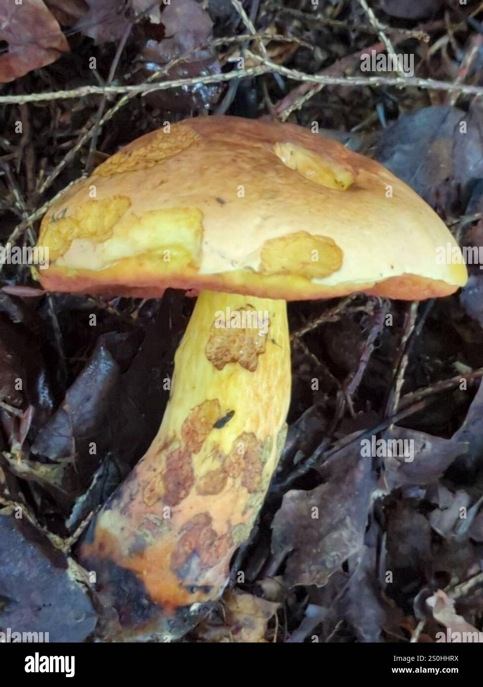 Red-mouth Bolete (Neoboletus subvelutipes Stock Photo - Alamy