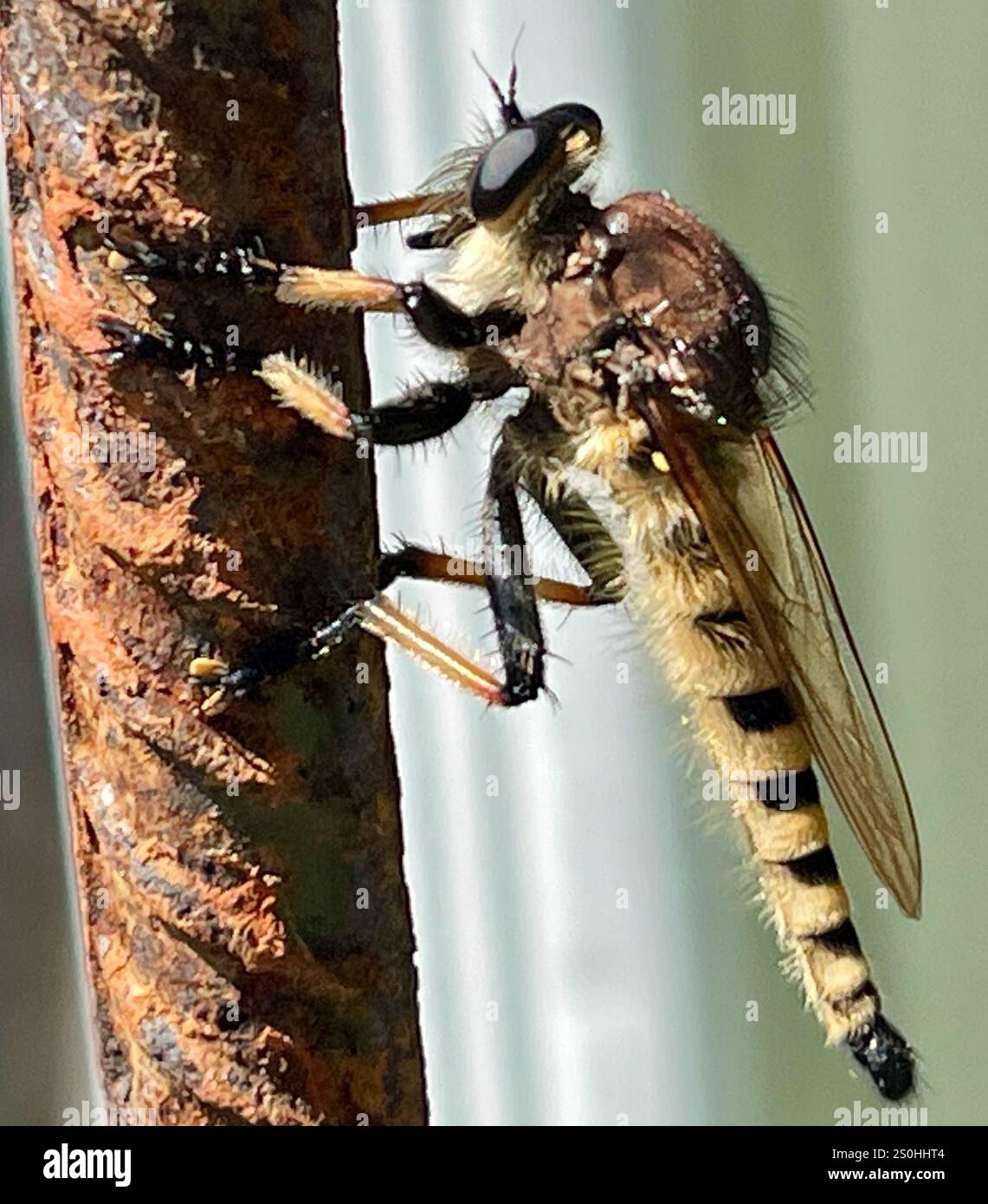 Red-footed Cannibal Fly (Promachus rufipes Stock Photo - Alamy