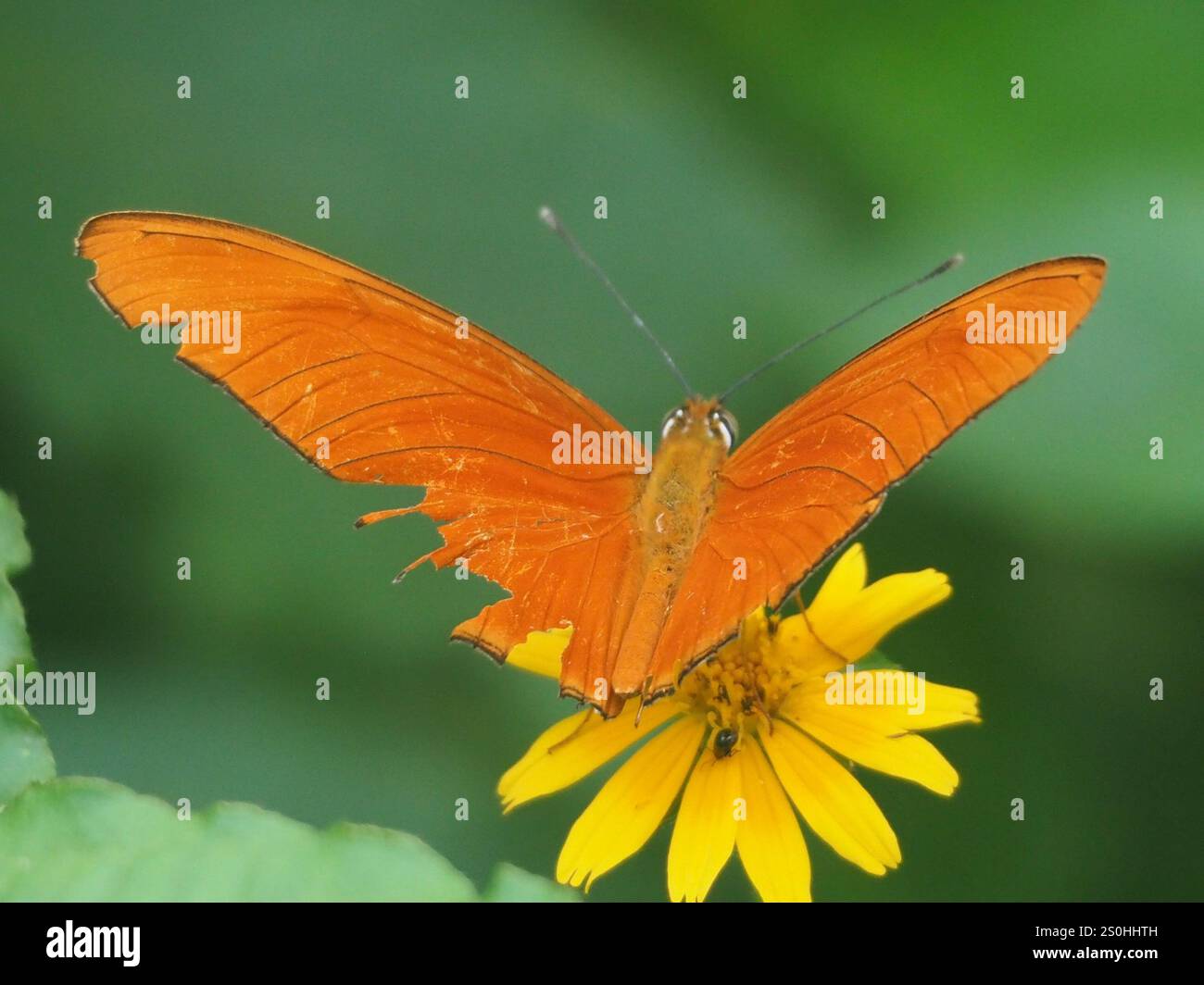 Julia Heliconian (Dryas iulia Stock Photo - Alamy