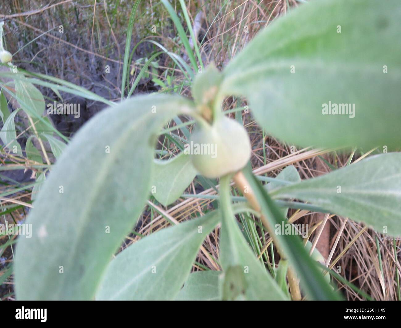 sea ox-eye (Borrichia frutescens Stock Photo - Alamy