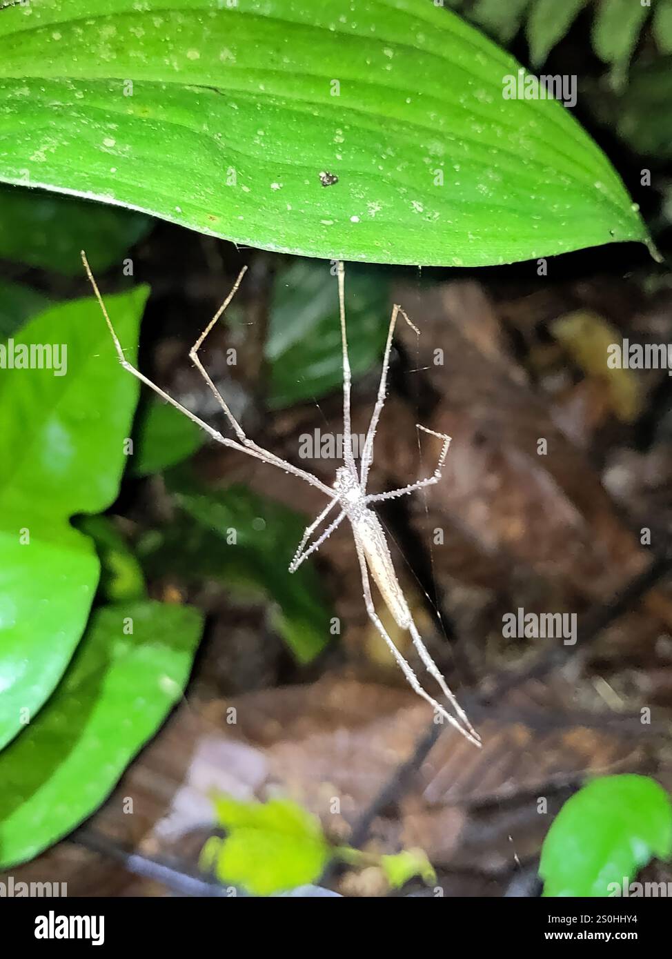 American Ogre-faced Spiders (Deinopis Stock Photo - Alamy