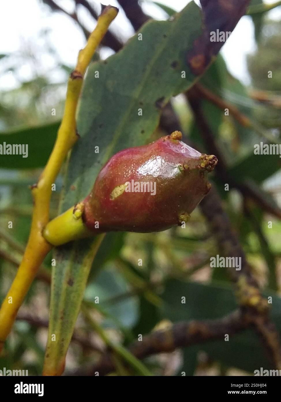 Golden Wattle Gall Wasp (Trichilogaster signiventris Stock Photo - Alamy