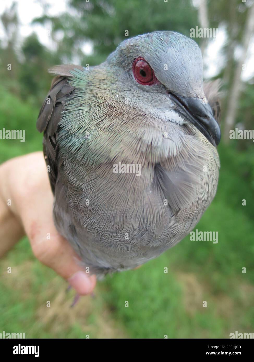 Lemon Dove (São Tomé) (Aplopelia larvata simplex Stock Photo - Alamy