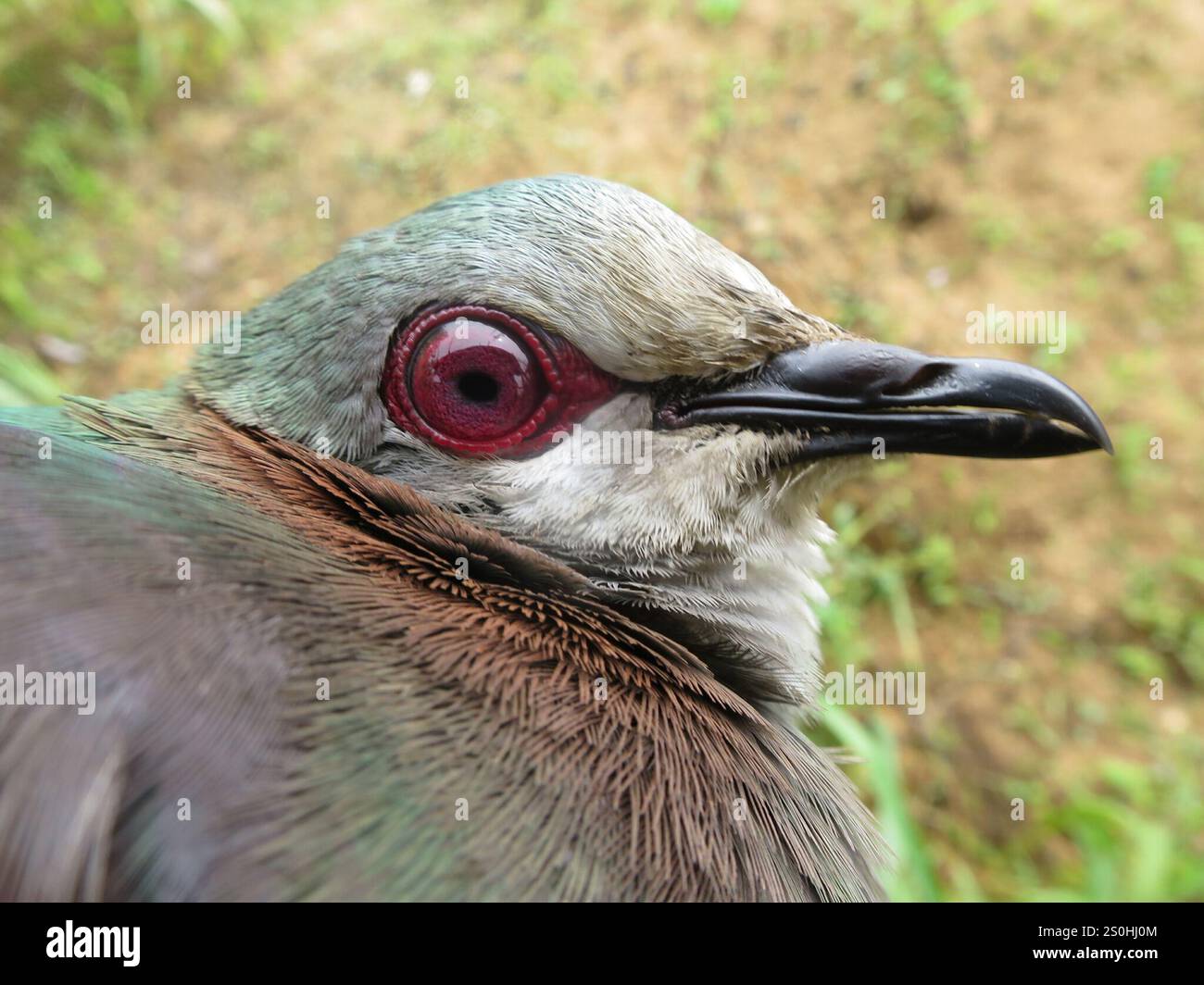 Lemon Dove (São Tomé) (Aplopelia larvata simplex Stock Photo - Alamy