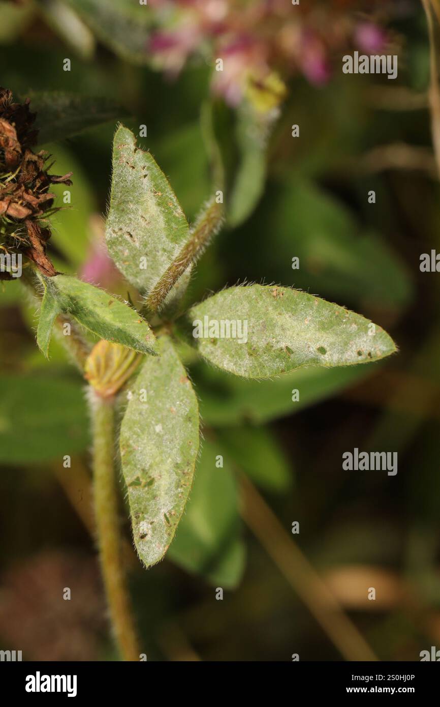 legume powdery mildew group (Erysiphe pisi Stock Photo - Alamy