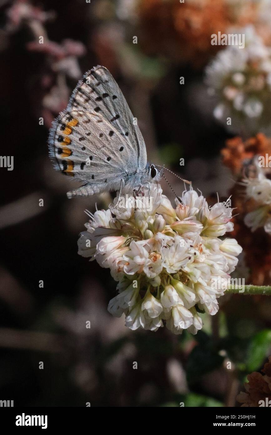 Acmon Blue (Icaricia acmon Stock Photo - Alamy