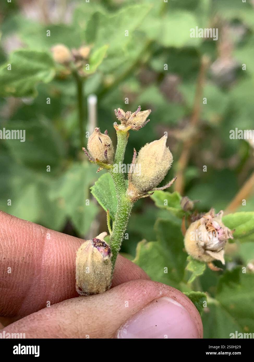 Baker's globe mallow (Iliamna bakeri Stock Photo - Alamy
