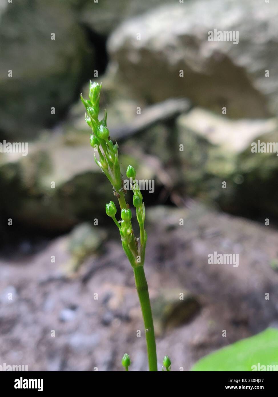 Water-Plantain family (Alismataceae Stock Photo - Alamy