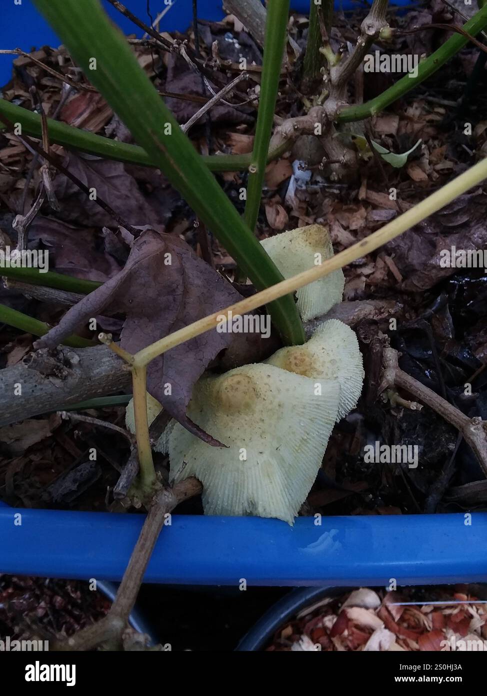 flowerpot parasol (Leucocoprinus birnbaumii Stock Photo - Alamy