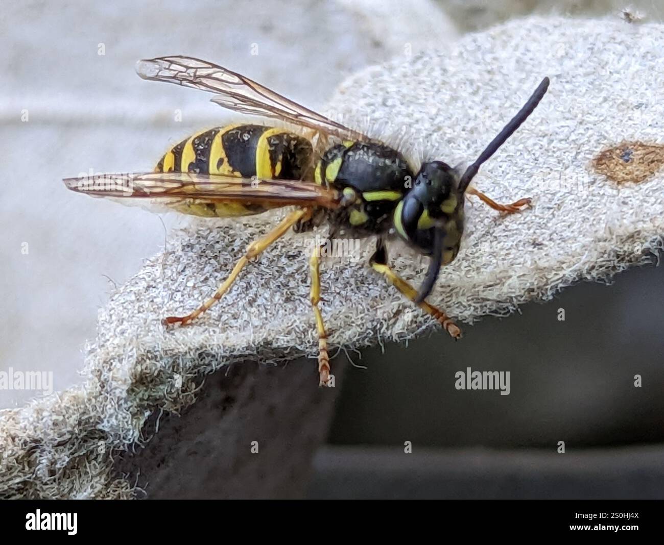 Common European Yellowjacket (Vespula vulgaris Stock Photo - Alamy