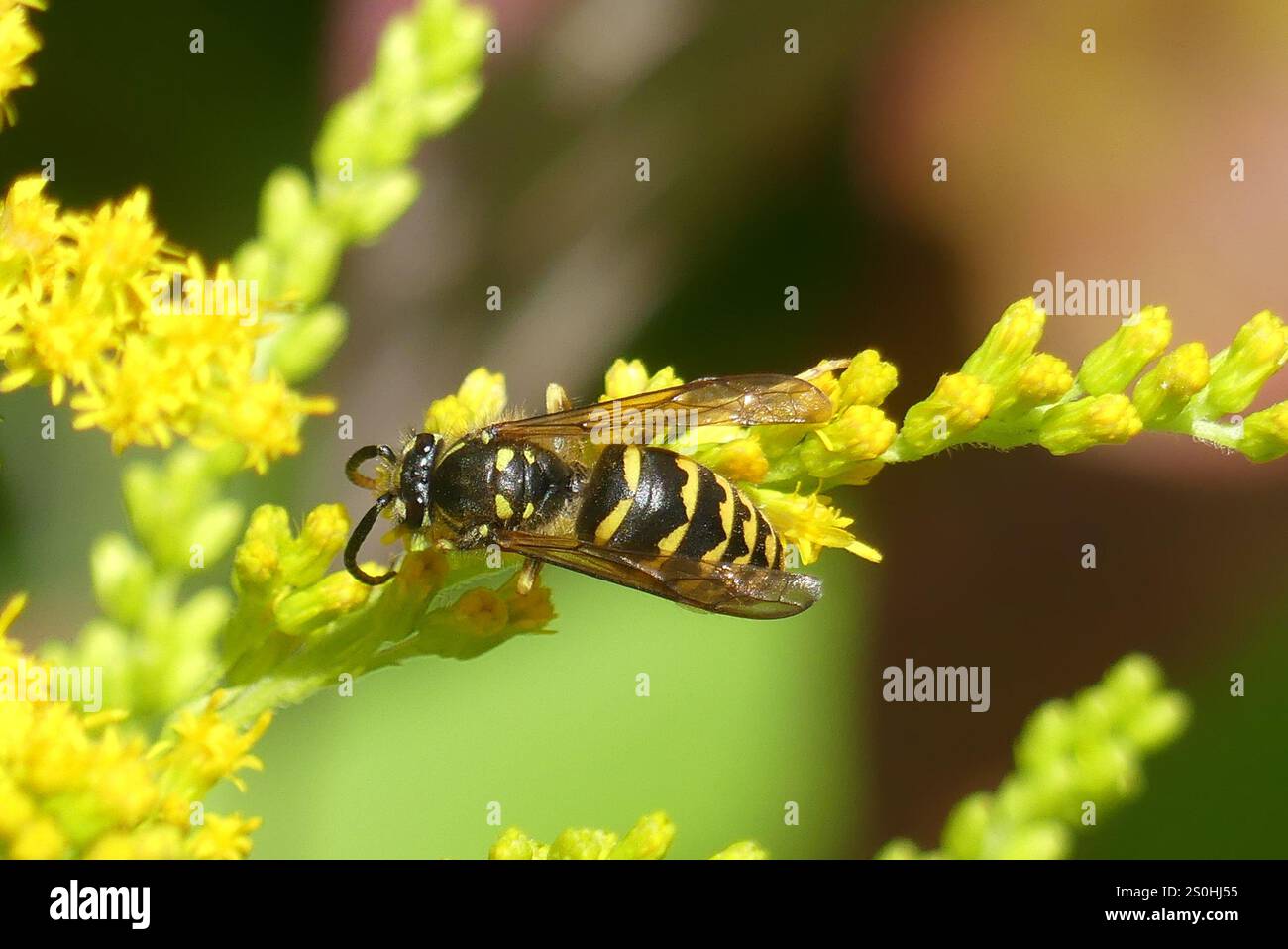 Common Aerial Yellowjacket (Dolichovespula arenaria Stock Photo - Alamy