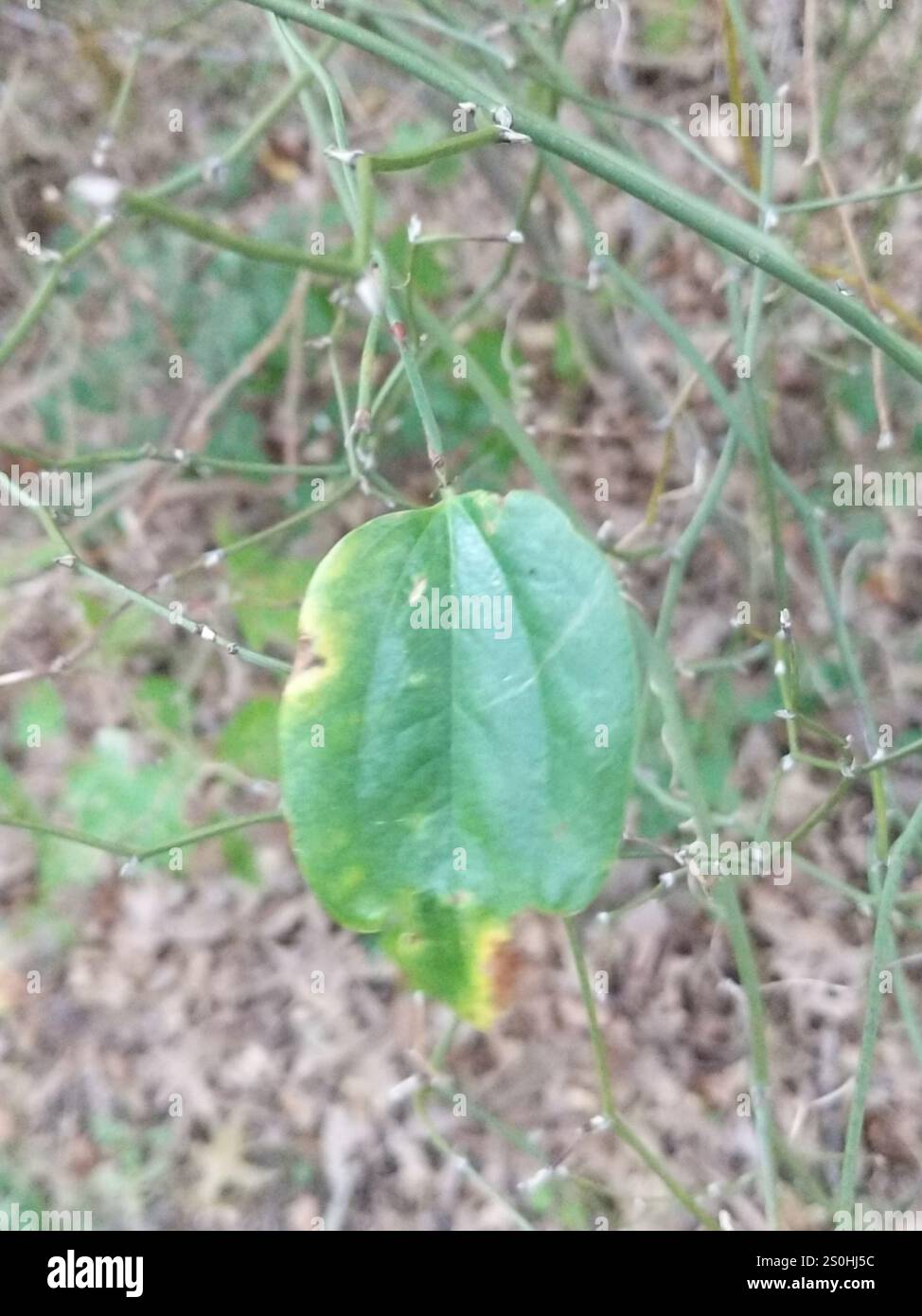 roundleaf greenbrier (Smilax rotundifolia Stock Photo - Alamy