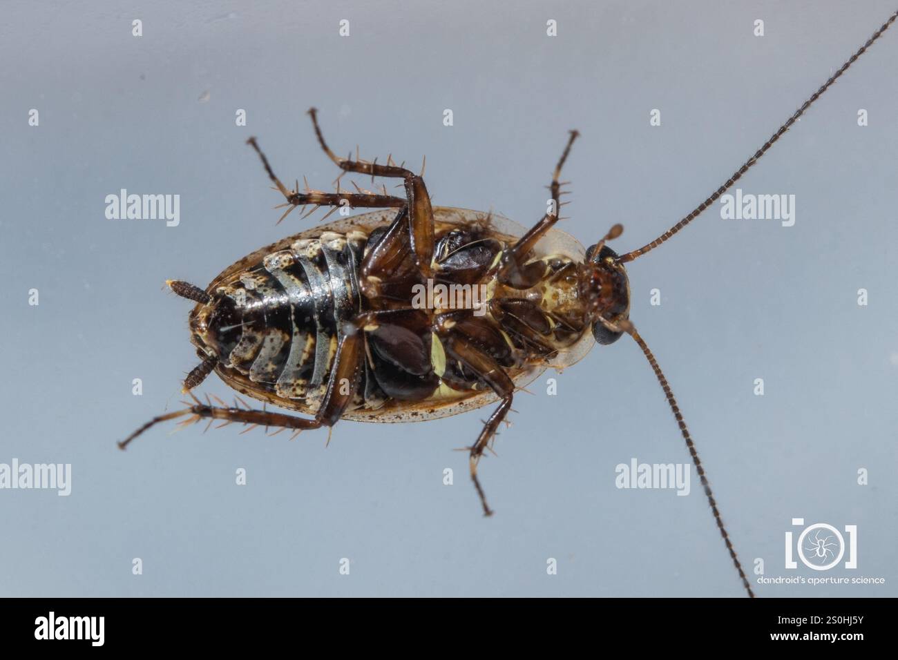 Painted Beetle Cockroach (Plectoptera picta Stock Photo - Alamy