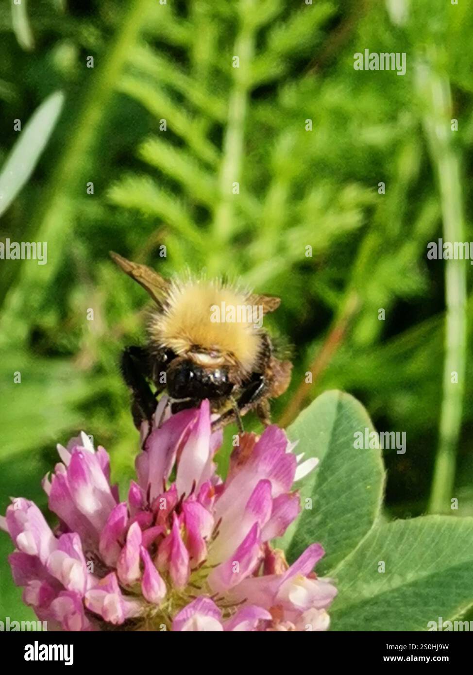 Common Carder Bumble Bee (Bombus pascuorum Stock Photo - Alamy