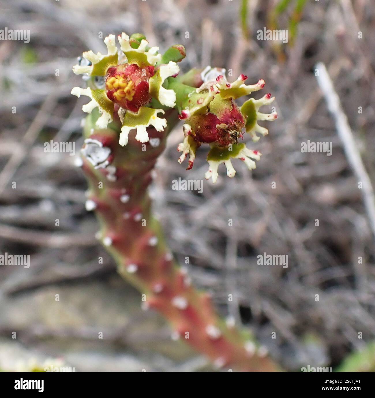 Medusa's-head (Euphorbia caput-medusae Stock Photo - Alamy