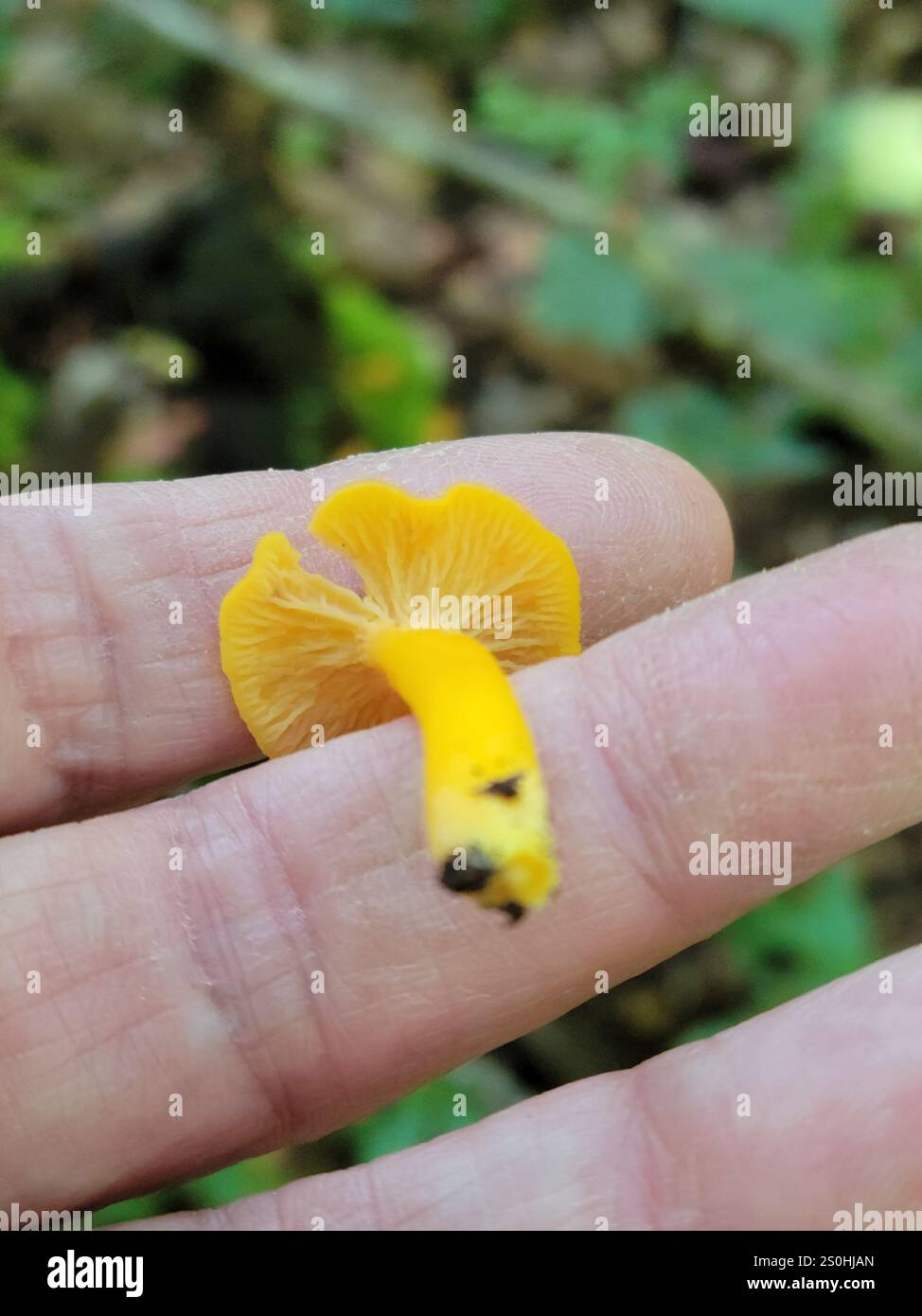 flame trumpet (Craterellus ignicolor Stock Photo - Alamy