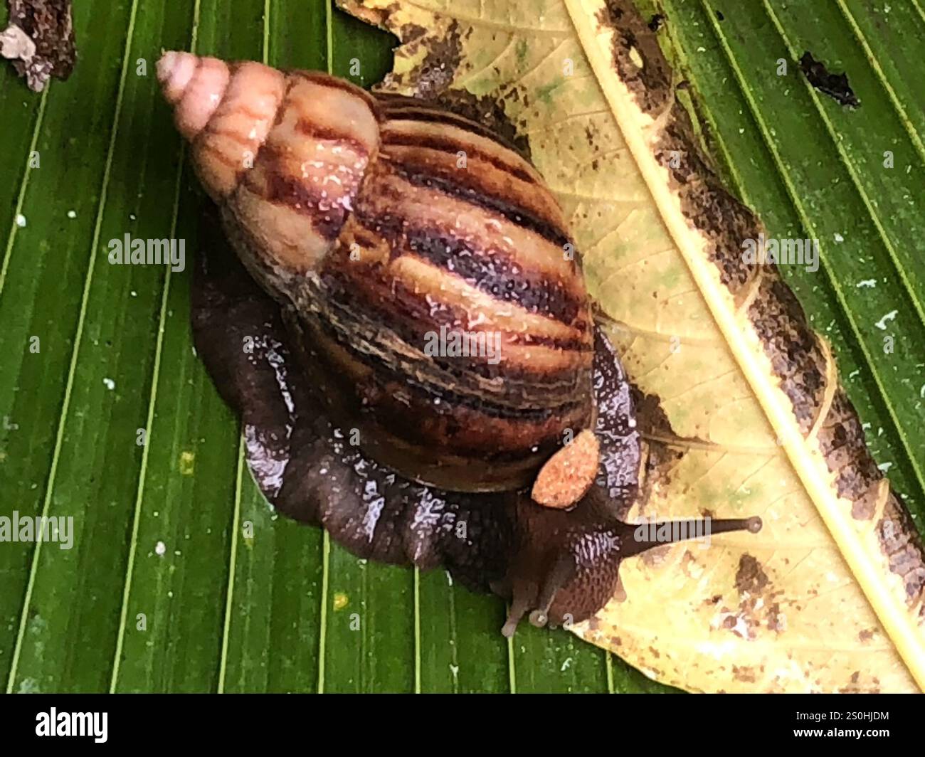 African Giant Snail (Lissachatina fulica Stock Photo - Alamy