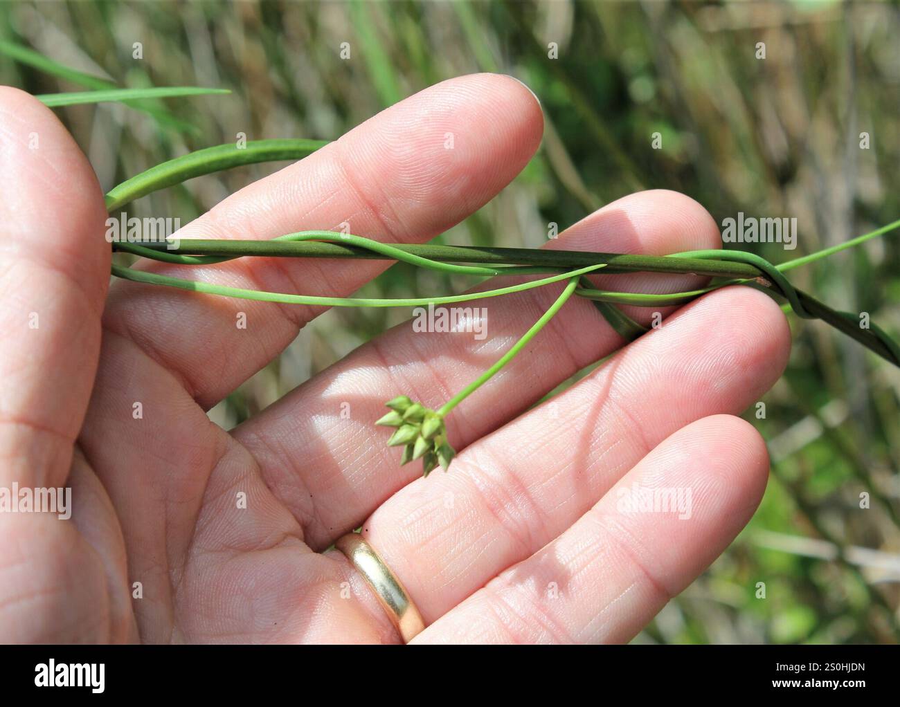 Gulf Coast Swallow-wort (Pattalias paluster Stock Photo - Alamy