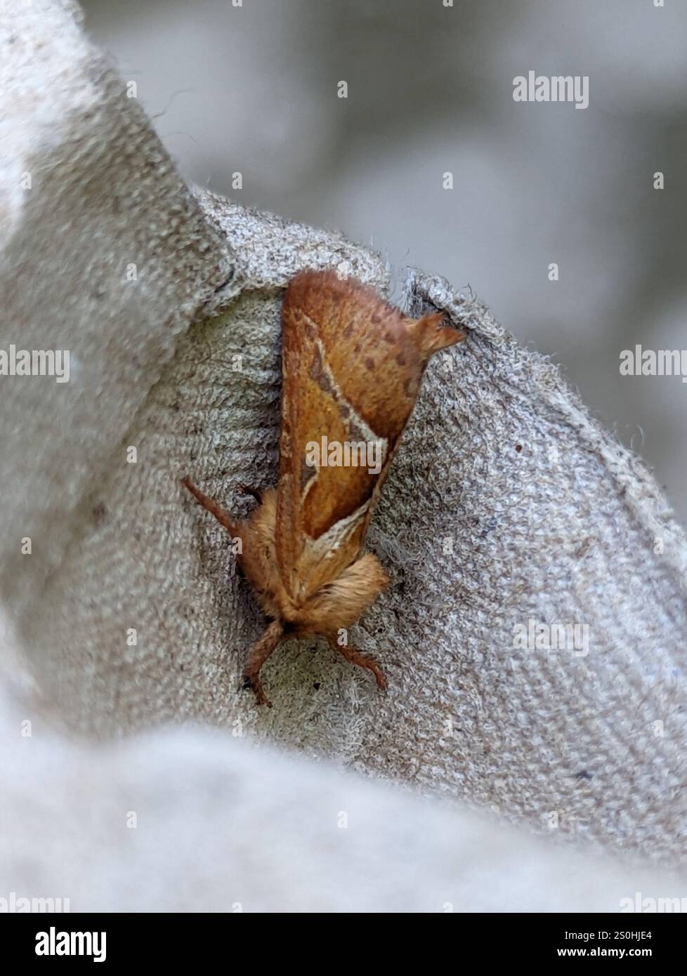 Orange Swift (Triodia sylvina Stock Photo - Alamy Orange Swift (Triodia sylvina Stock Photo - Alamy