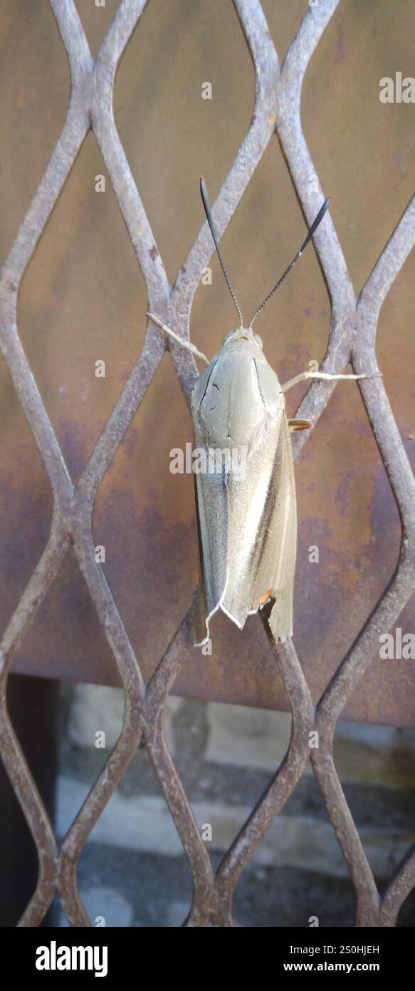 Palm Moth (Paysandisia archon Stock Photo - Alamy