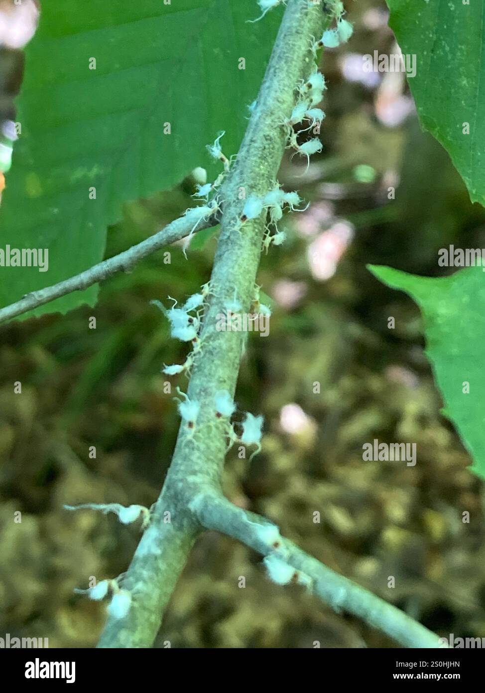 Beech Blight Aphid (Grylloprociphilus imbricator Stock Photo - Alamy