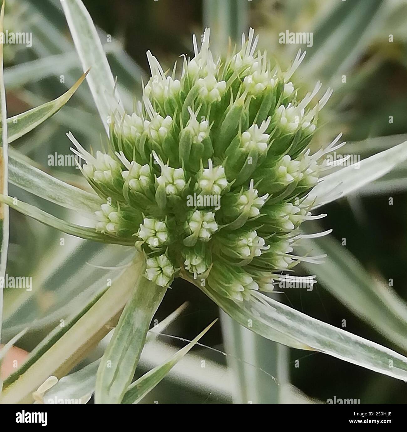 Field Eryngo (Eryngium campestre Stock Photo - Alamy