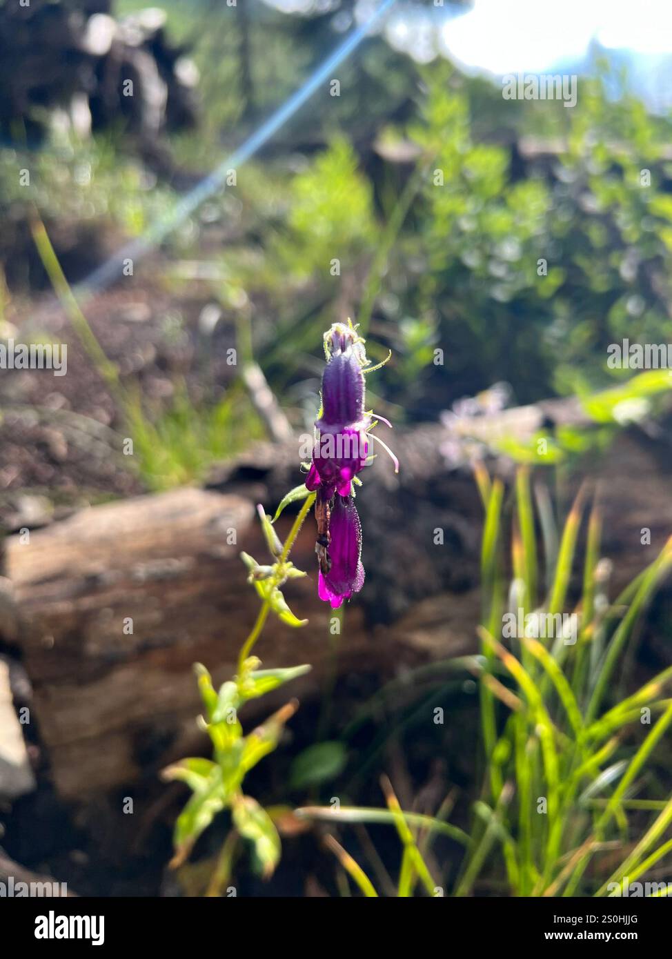 Whipple's penstemon (Penstemon whippleanus Stock Photo - Alamy