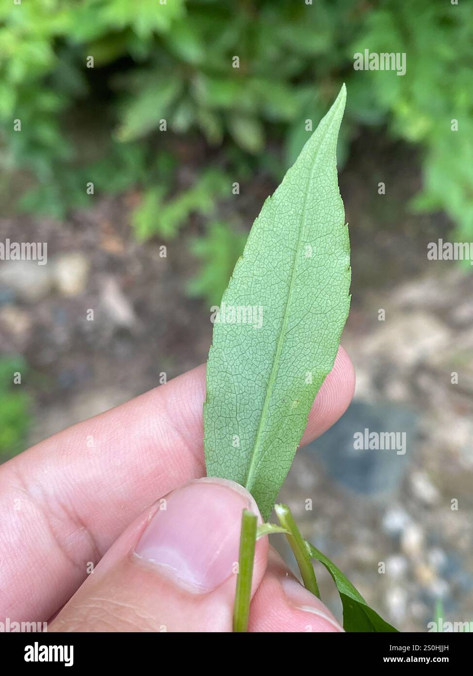 Mountain Decumbent Goldenrod (Solidago curtisii Stock Photo - Alamy