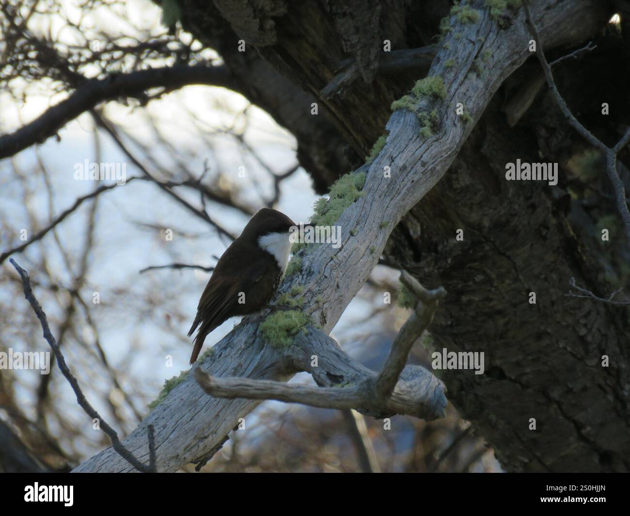 White-throated Treerunner (Pygarrhichas albogularis Stock Photo - Alamy