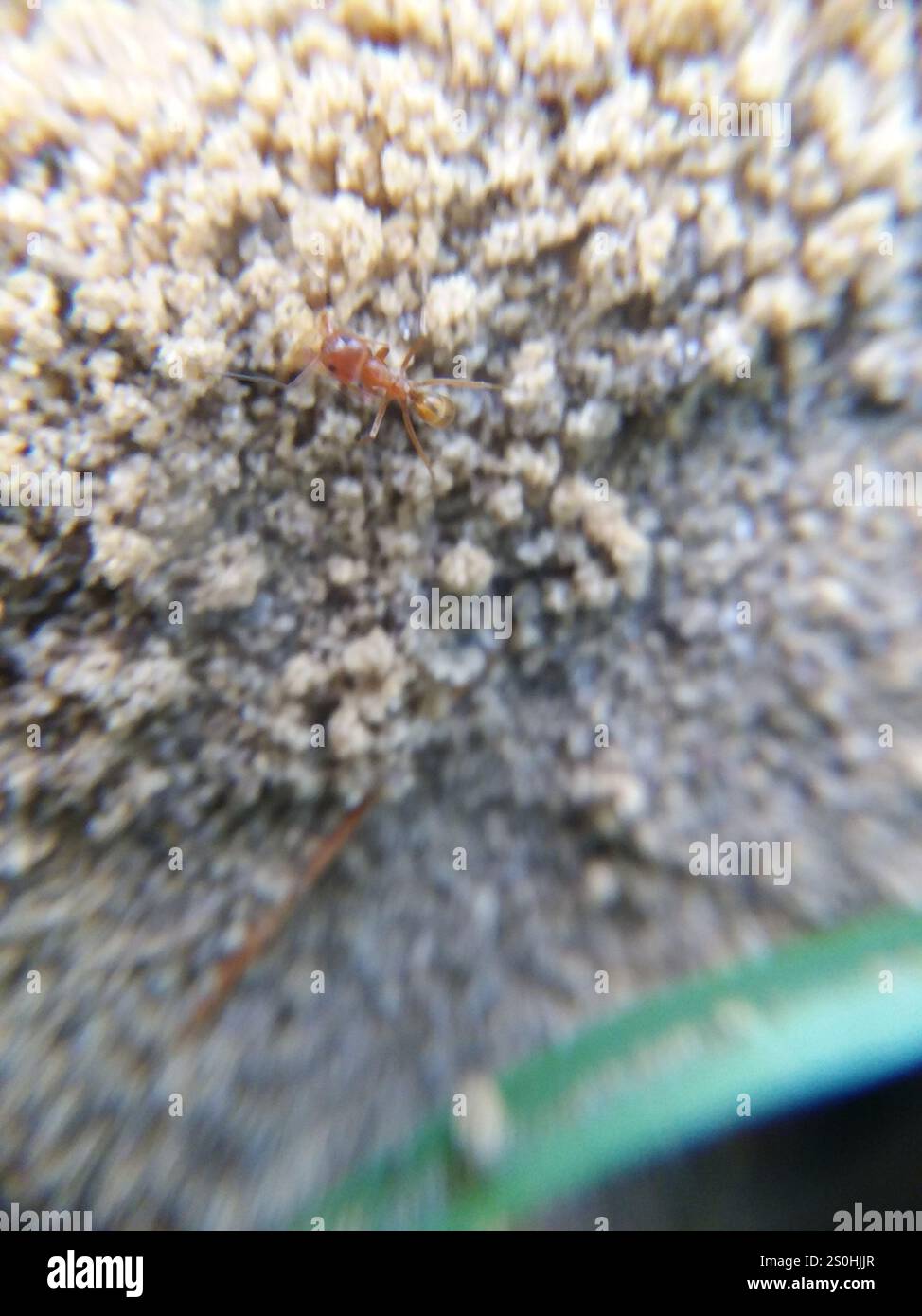 Buren's Pyramid Ant (Dorymyrmex bureni Stock Photo - Alamy