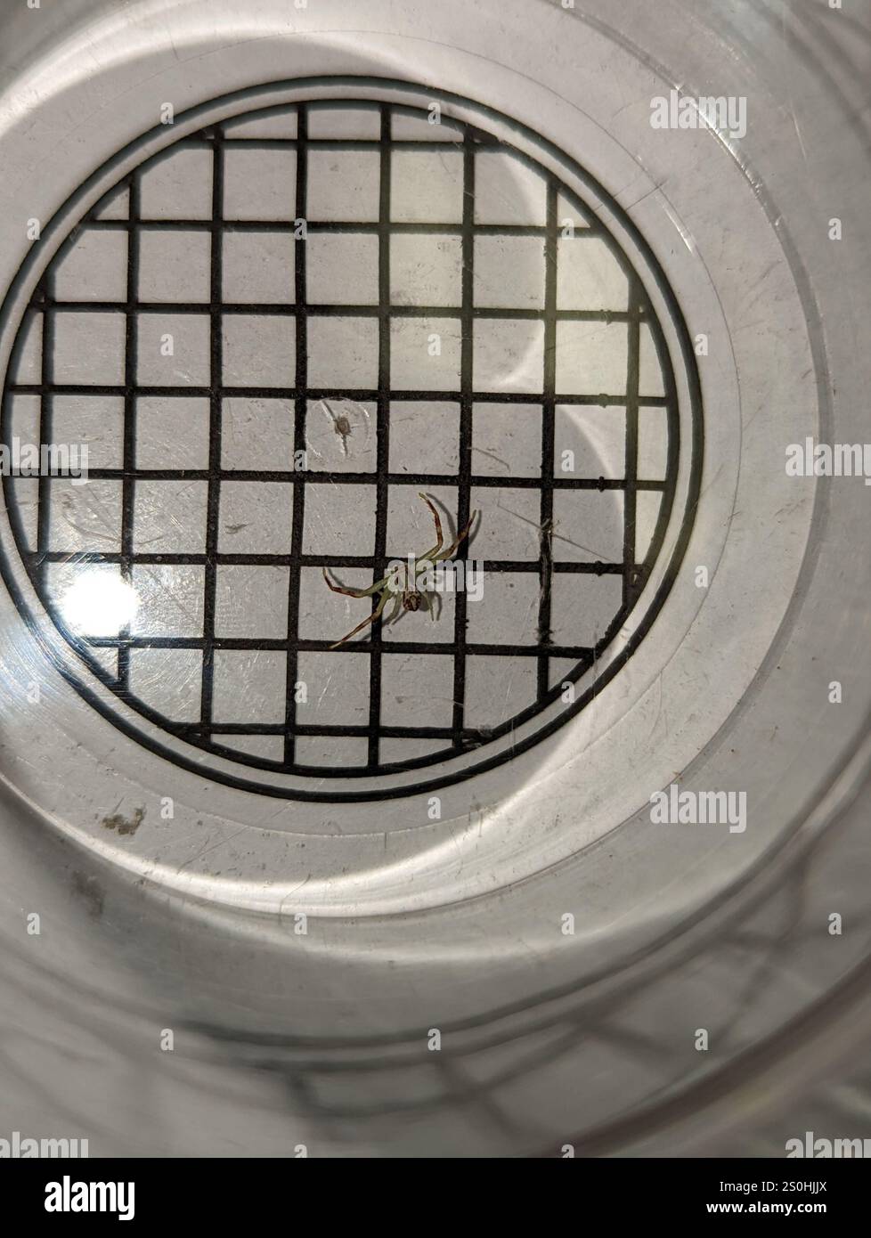 Northern Crab Spider (Mecaphesa asperata Stock Photo - Alamy