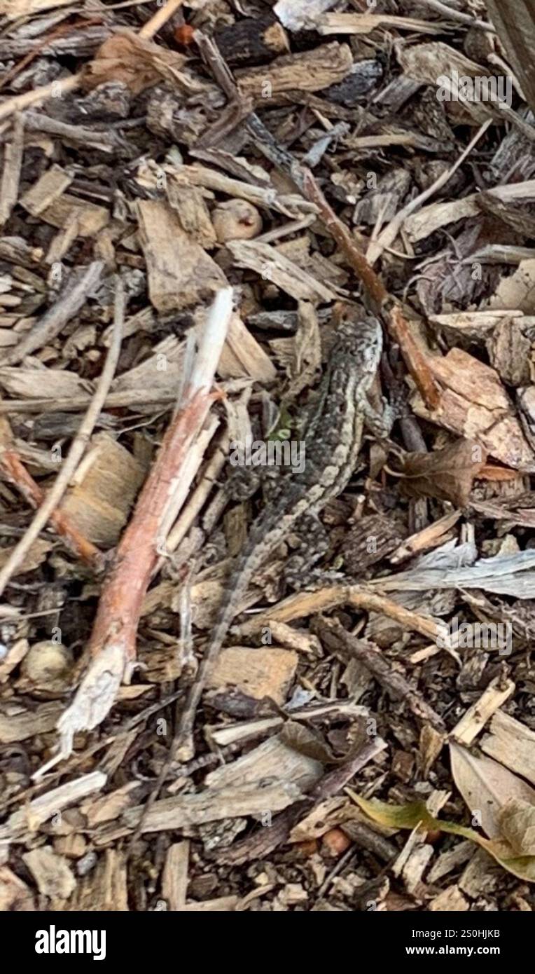 Texas Spiny Lizard (Sceloporus olivaceus Stock Photo - Alamy