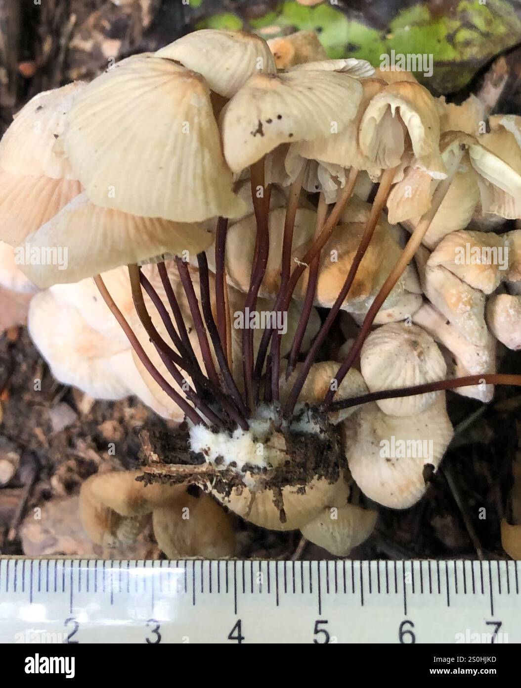 clustered bonnet (Mycena inclinata Stock Photo - Alamy