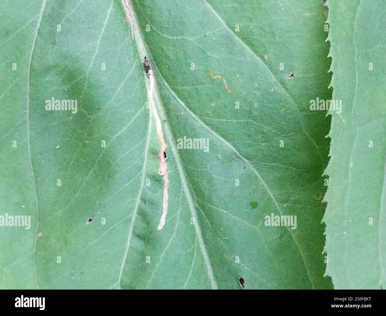 Winged and Once-winged Insects (Pterygota Stock Photo - Alamy