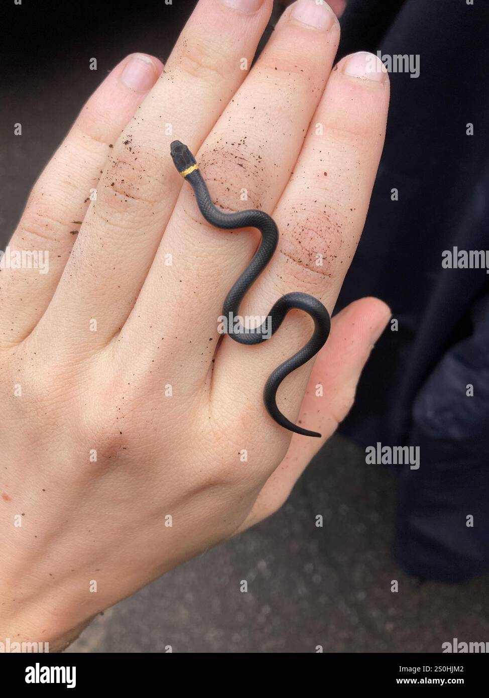Ring-necked Snake (Diadophis punctatus Stock Photo - Alamy